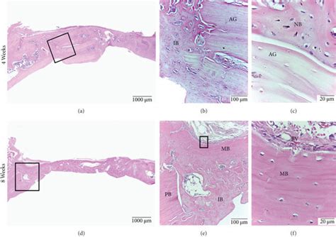A Group Calvarial Bone Defect In Male Sprague Dawley Rats At 4 Weeks