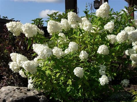 Гортензия уникальная метельчатая описание - фото