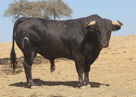 Cumpridor De Murteira Grave Abre El Zapato De Oro De Arnedo La