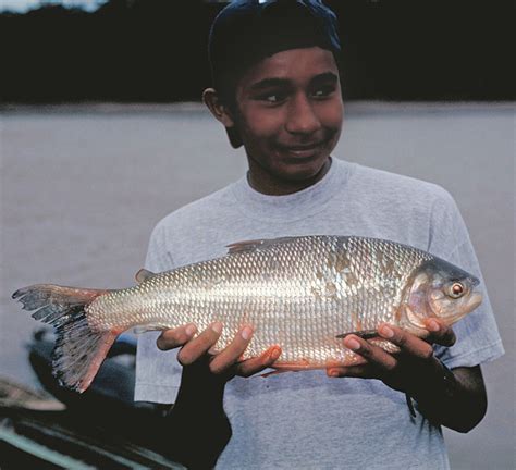 Sábalo Pez Aguas AmazÓnicas