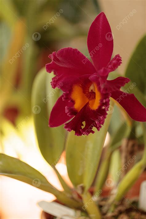 High Class Flowers Background Images Hd Pictures And Wallpaper For