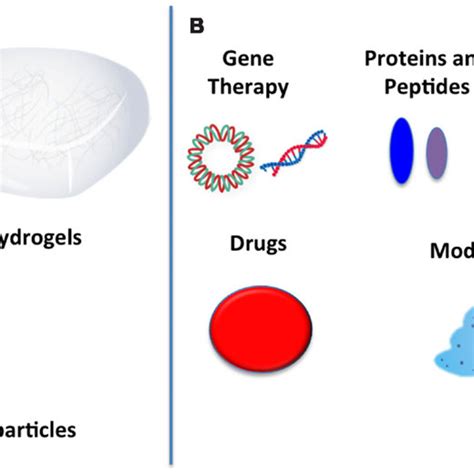 Biomaterials To Reduce Inflammation A Biomaterial Forms Used To