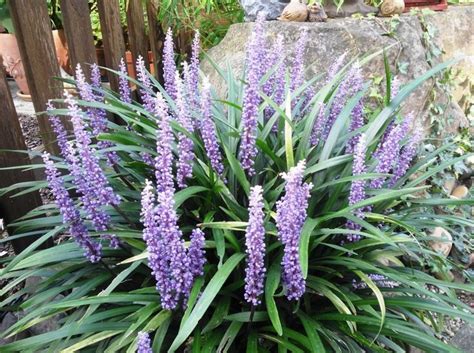 Liriope - Lilientraube - Bilder und Fotos | Garten, Stauden, Gräser im ...
