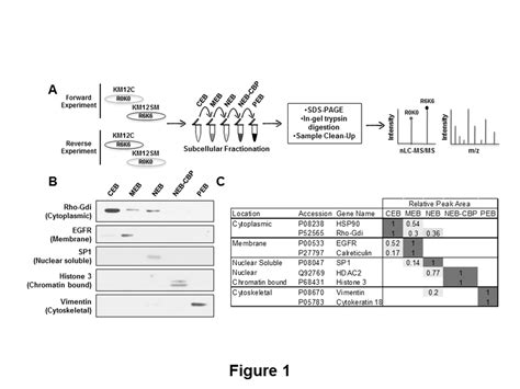 Subcellular Fractionation And Differential Protein Expression In Km12