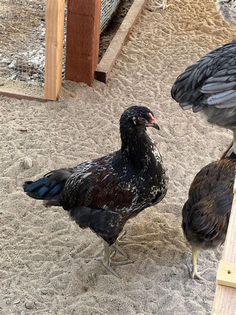 Help Sexing These Two Rchickens