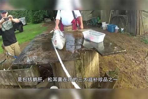 什么是鹿茸采割鹿茸时鹿会不会疼一个视频告诉你 鹿会 视频 什么