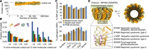 An Atlas Of Protein Homo Oligomerization Across Domains Of Life Cell