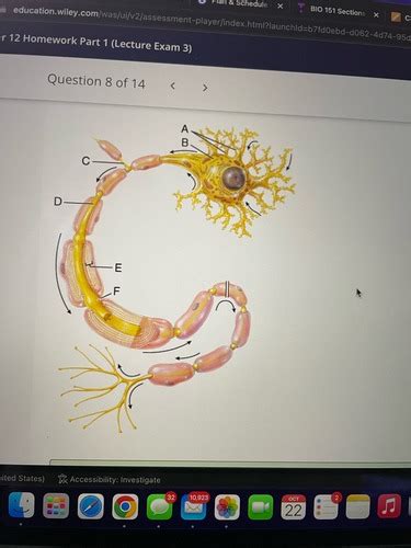 Chapter 12 Lecture Homework Flashcards Quizlet