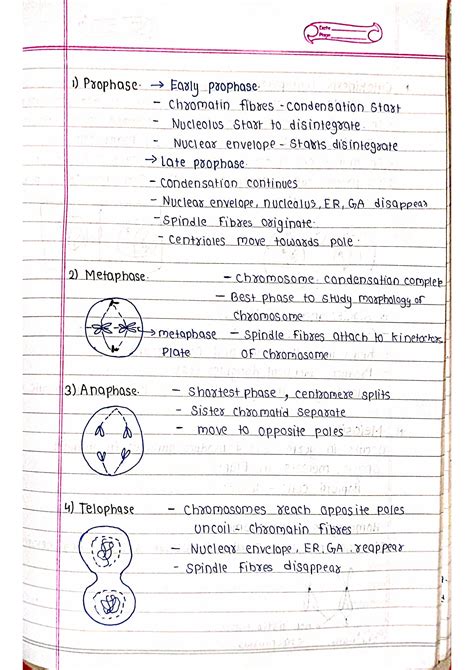 Cell Cycle And Division Biology Handpicked Short Notes Pdf