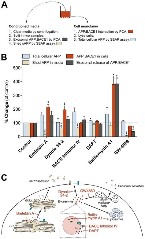 Four Parameter Multiplex Assay For Detection Of Cellular Fates Of App