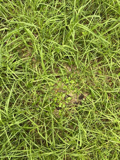 🆘 New Homeowner Help What Grass Is This And Can I Save My Patchy Lawn