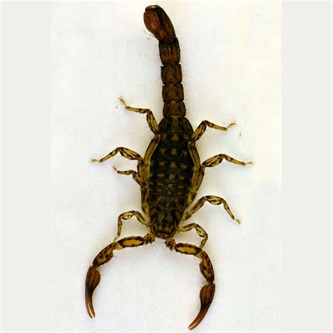 Species New To Science Arachnida • 2019 Taxonomic Revision Of The Mexicanus” Group Of The