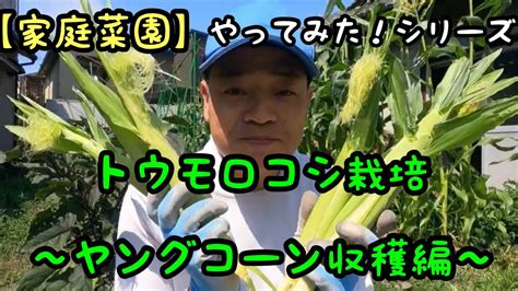 家庭菜園トウモロコシ栽培ヤングコーン収穫編 2024 6 12 YouTube