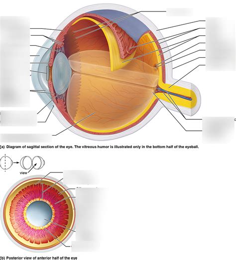 Eye Diagram Quizlet