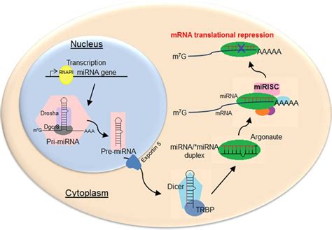 Figure 1 A Schematic Of Mirna Biogenesis Polycystic Kidney Disease Ncbi