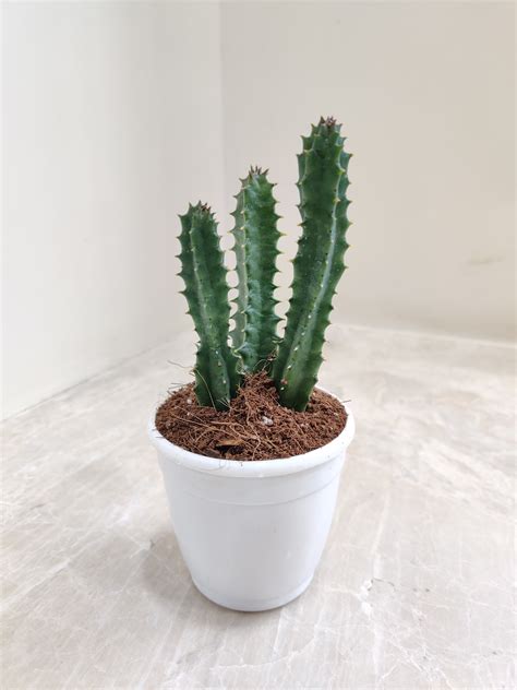 Buy Pilosocereus Glaucescens Blue Torch Cactus Online India