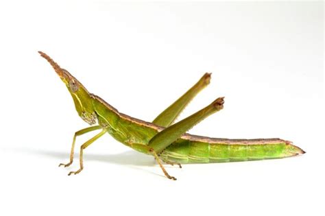 The Threat To Keys Matchstick Grasshopper A Grave Concern