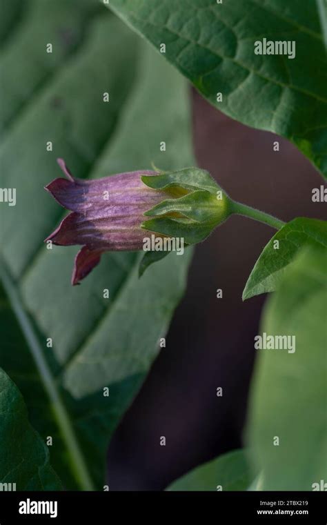 Flowers Of Atropa Belladonna Commonly Known As Belladonna Or Deadly