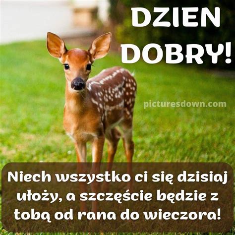 Kartka na dzień dobry życzę sarna za darmo picturesdown