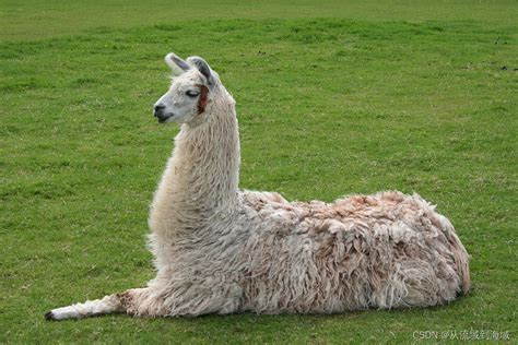 最强英文开源模型llama架构探秘，从原理到源码 Csdn博客