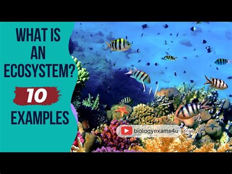 Examples Of Ecosystems