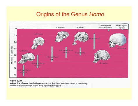 Origins Of The Genus Homo Lecture Slides Anth 121 Docsity