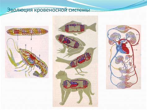 Эволюция органов животных