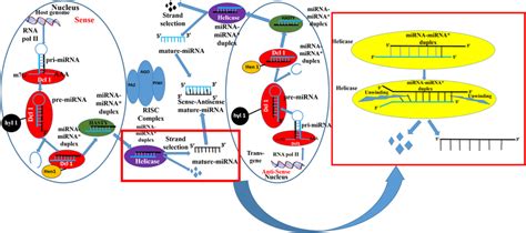 Pictorial Depiction Of Mirna Interference Approach Involves Processing