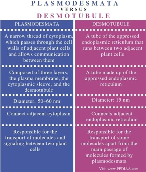 What Is The Difference Between Plasmodesmata And Desmotubule Pediaa Com