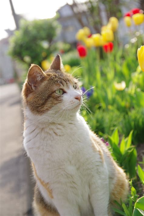 お母さん By 猫と友達 （id：11077199） 写真共有サイトphotohito