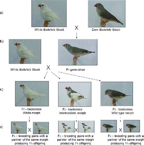 Overview Of The Controlled Breeding Experiment A F 0 Birds B F 1
