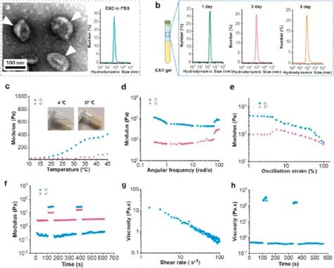 《biomaterials》浙大周民 姚克：外泌体负载热敏水凝胶用于角膜上皮和基质再生 知乎
