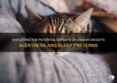 Exploring The Potential Effects Of Onsior On Cats Alertness And Sleep