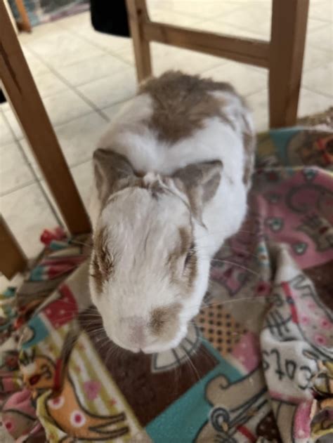 Happy Bunny Day Rrabbits