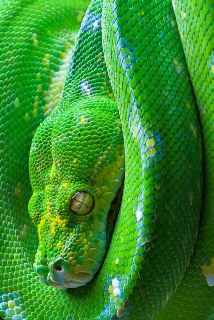 17 Best Images About Snakes On Pinterest Trees Python And Forbidden