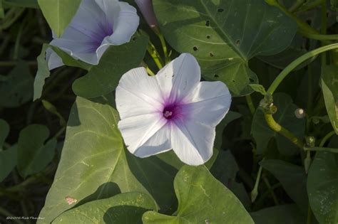 Ipomoea Aquatica Species Page Thailand Nature Project