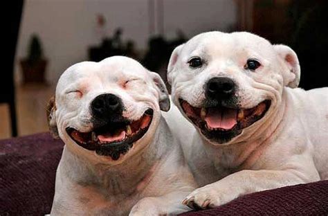 10 Myths About Pit Bulls Plus Facts To Disprove Them