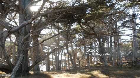 숲속의 뒤틀린 나무들 신비한 마른 나무 이끼 소나무 사이프러스 숲 사이프러스에 대한 스톡 사진 및 기타 이미지 사이프러스
