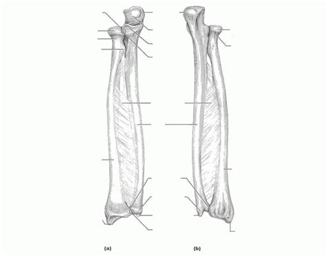 Unlabeled Radius Ulna Radius And Ulna Anatomy Bones 42 Off
