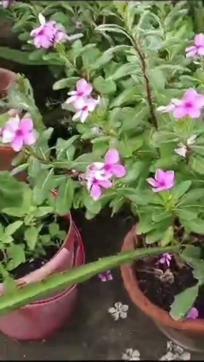 বড়ো মা দেড় ছাদের ওপর বাগান 💖💝 Subscribe Bengalishorts Comment
