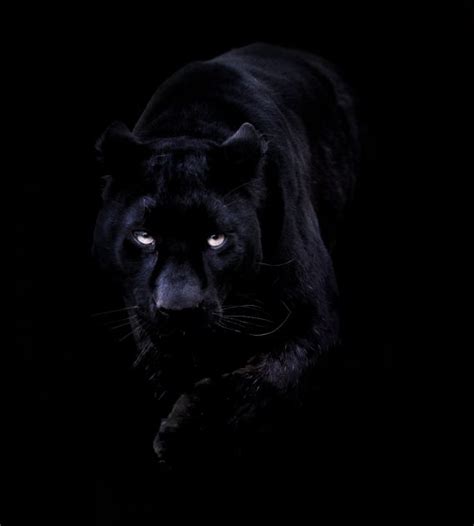 Strange Tales Of Blue Tigers Black Lions And Other Cryptically