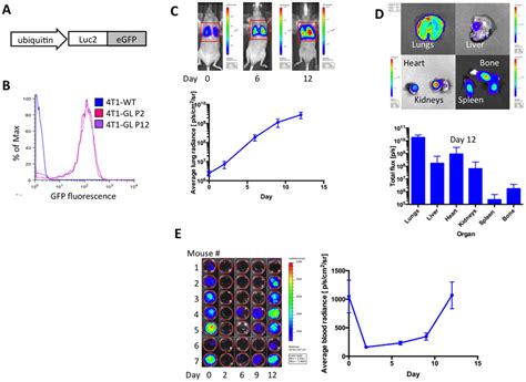 Experimental Mouse Metastatic Breast Cancer Model A Schematic Of Download Scientific Diagram