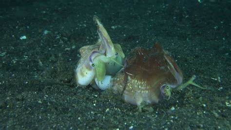Conch Shells Mating Stock Footage Video 3795164 Shutterstock