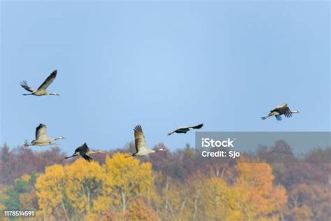 가을 이주 기간 동안 공중에서 날아다니는 크레인 새 또는 일반 크레인 0명에 대한 스톡 사진 및 기타 이미지 0명 가을