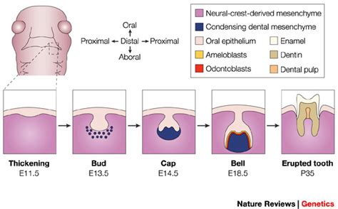 Tooth Development Part 1 Intelligent Dental