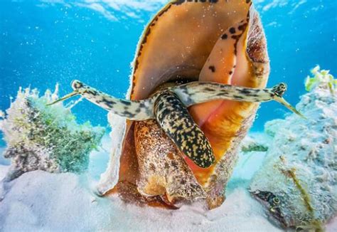 Belize Fisheries Department Announces Closure Of Queen Conch Season