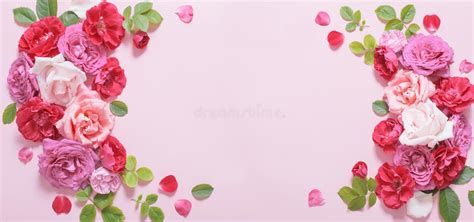 粉红色纸张背景中的玫瑰 库存图片 图片 包括有 嘲笑 工厂 粉红色 庆祝 国界的 花卉 女性 223282457