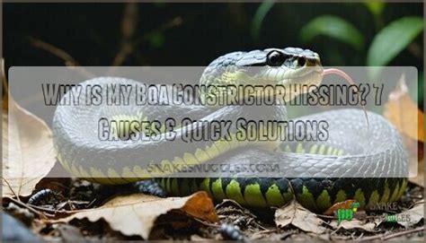 Boa Constrictor Vs Python 10 Key Differences You Need To Know 2024
