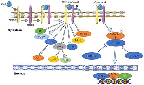 Roles of TGFβ signalling pathwayrelated lncRNAs in cancer Review