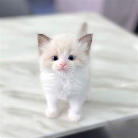 고양이분양 서울고양이분양 전국고양이분양 안산고양이분양 랙돌 강아지보다 애교많은 개냥이 랙돌분양 합니다 🌸 ️당일분양 가능 ️운송분양 가능 ️예약분양 가능 문의👉🏻